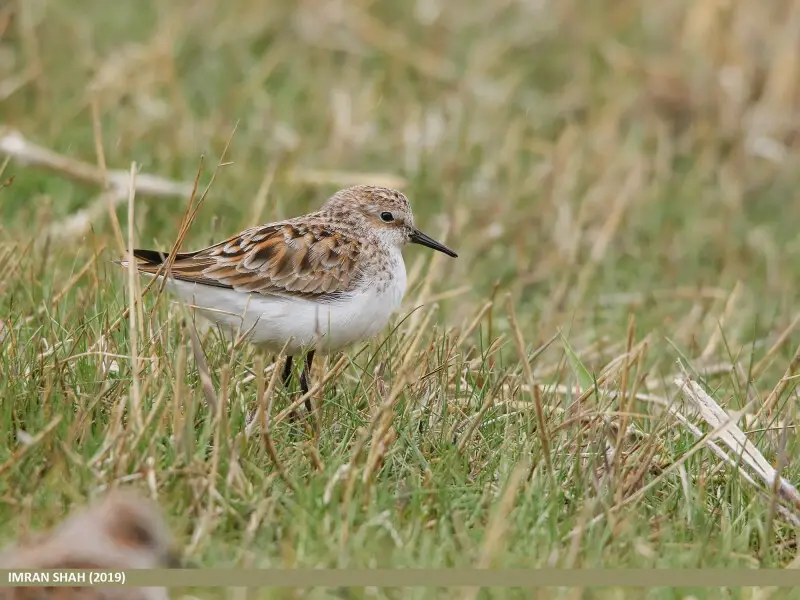 Little stint - Facts, Diet, Habitat & Pictures on Animalia.bio