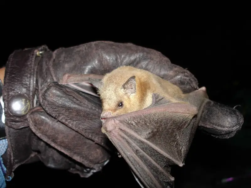 Lesser long-nosed bat - Facts, Diet, Habitat & Pictures on Animalia.bio