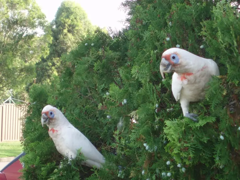 Long-billed corella - Facts, Diet, Habitat & Pictures on Animalia.bio
