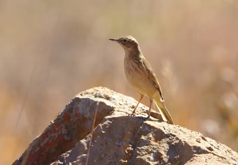 Anthus similis - факти, дієта, ареал і фотографії на Animalia.bio