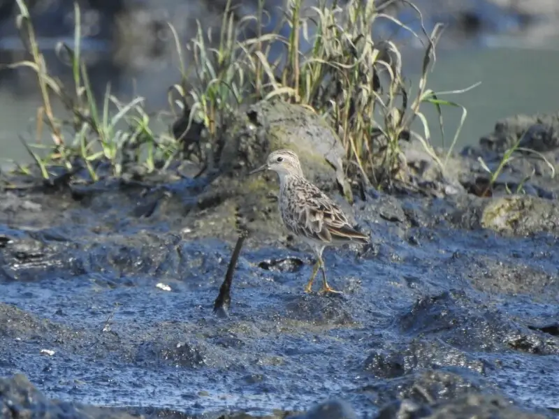 Long-toed stint - Facts, Diet, Habitat & Pictures on Animalia.bio