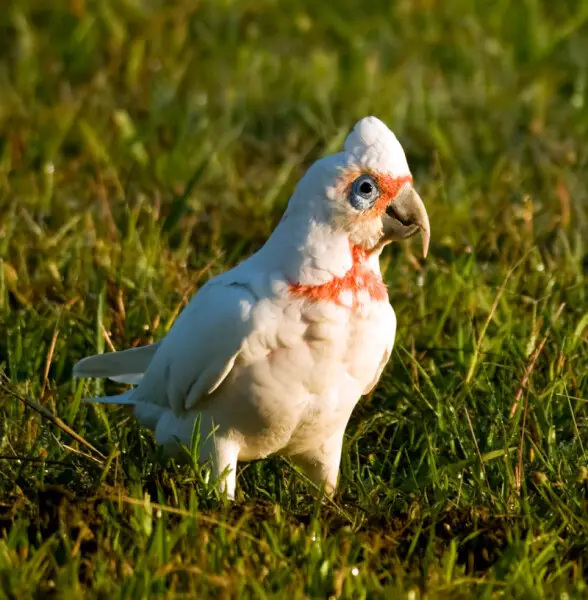 Long-billed corella - Facts, Diet, Habitat & Pictures on Animalia.bio