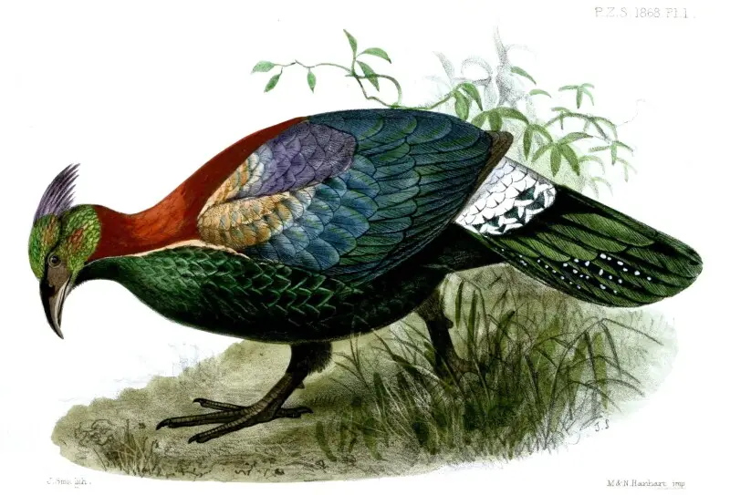 Chinese monal - Facts, Diet, Habitat & Pictures on Animalia.bio