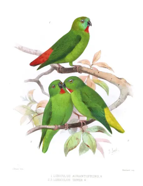 Bismarck hanging parrot - Facts, Diet, Habitat & Pictures on Animalia.bio