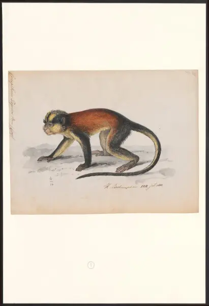 Crested mona monkey - Facts, Diet, Habitat & Pictures on Animalia.bio