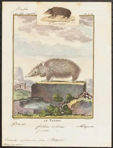 Greater hedgehog tenrec - Facts, Diet, Habitat & Pictures on Animalia.bio