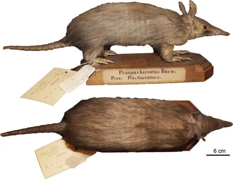 Dasypus pilosus - факти, дієта, ареал і фотографії на Animalia.bio