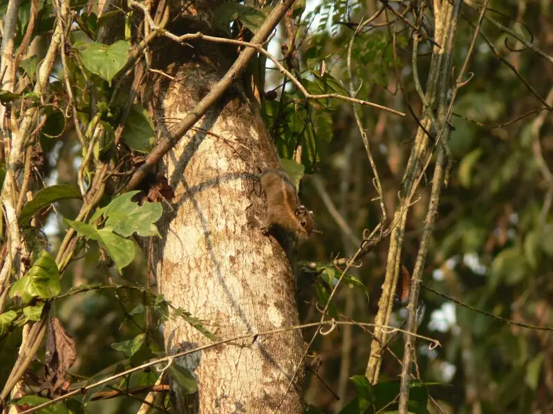 Tamiops mcclellandii - Facts, Diet, Habitat & Pictures on Animalia.bio