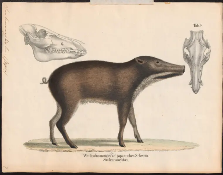 Japanese boar - Facts, Diet, Habitat & Pictures on Animalia.bio