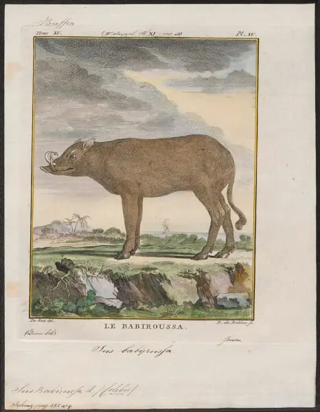 Buru babirusa - Facts, Diet, Habitat & Pictures on Animalia.bio