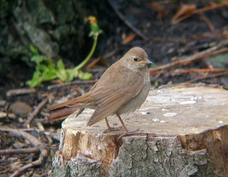 Thrush nightingale - Facts, Diet, Habitat & Pictures on Animalia.bio