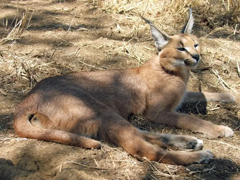 Caracal - Facts, Diet, Habitat & Pictures on Animalia.bio