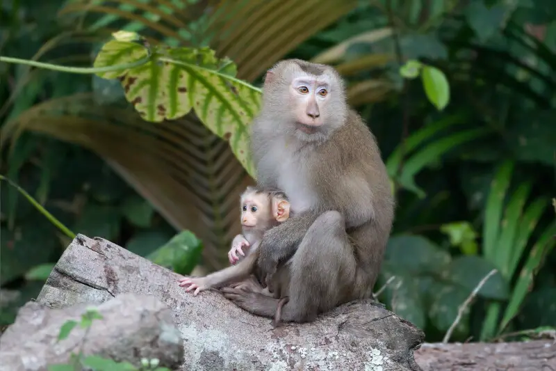 Northern pig-tailed macaque - Facts, Diet, Habitat & Pictures on ...