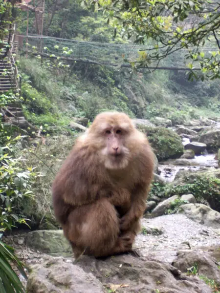Tibetan macaque - Facts, Diet, Habitat & Pictures on Animalia.bio