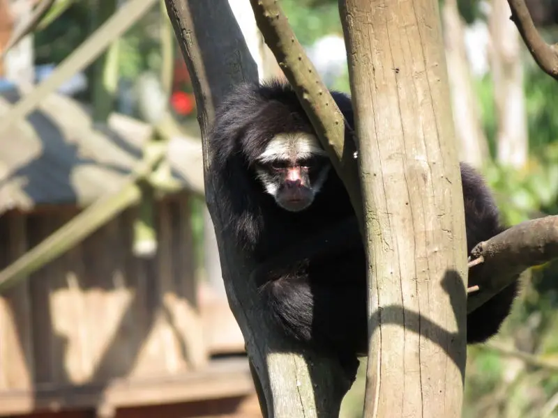 White-Cheeked Spider Monkey - Facts, Diet, Habitat & Pictures on ...