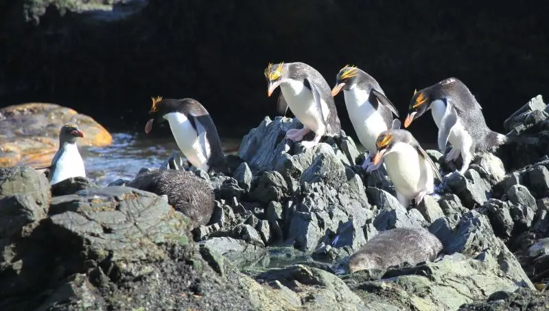 Macaroni Penguin - Facts, Diet, Habitat & Pictures on Animalia.bio
