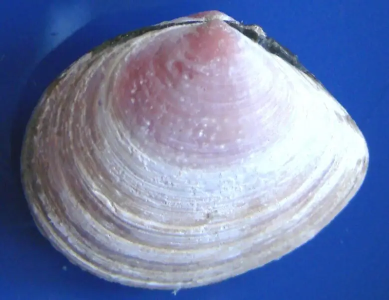 Limecola balthica - Facts, Diet, Habitat & Pictures on Animalia.bio