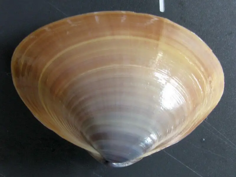 Mactra chinensis - Facts, Diet, Habitat & Pictures on Animalia.bio