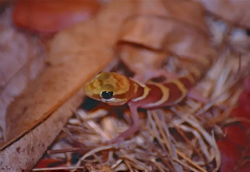 Ocelot gecko - Facts, Diet, Habitat & Pictures on Animalia.bio