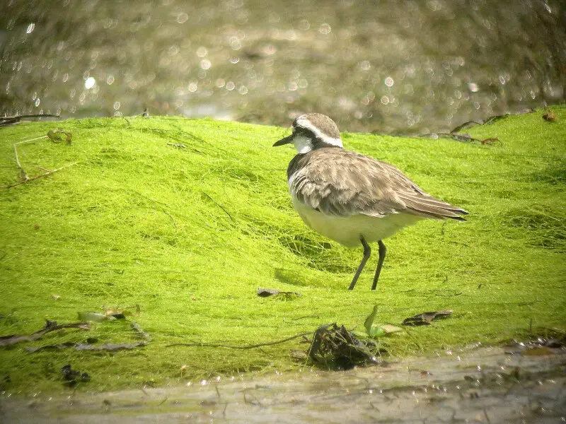 Madagascan plover - Facts, Diet, Habitat & Pictures on Animalia.bio