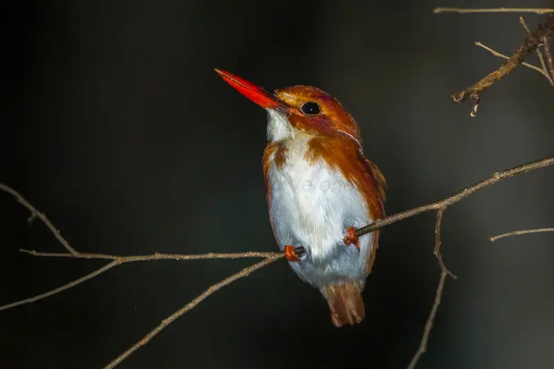 Corythornis madagascariensis - факти, дієта, ареал і фотографії на ...