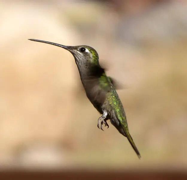 Talamanca hummingbird - Facts, Diet, Habitat & Pictures on Animalia.bio
