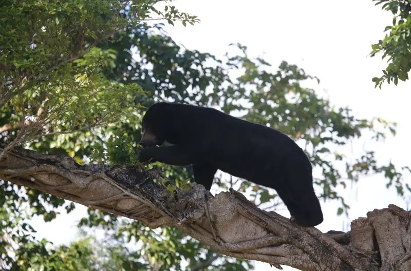 Sun Bear - Facts, Diet, Habitat & Pictures on Animalia.bio
