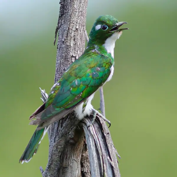 Chrysococcyx klaas - факти, дієта, ареал і фотографії на Animalia.bio