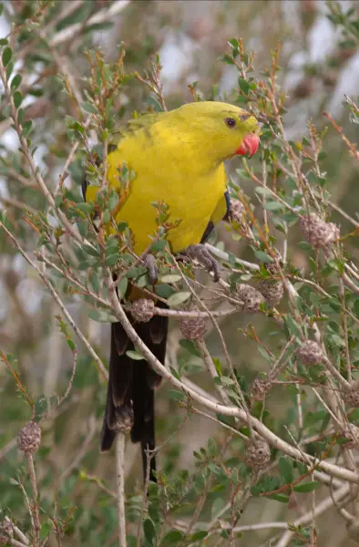 Regent parrot - Facts, Diet, Habitat & Pictures on Animalia.bio