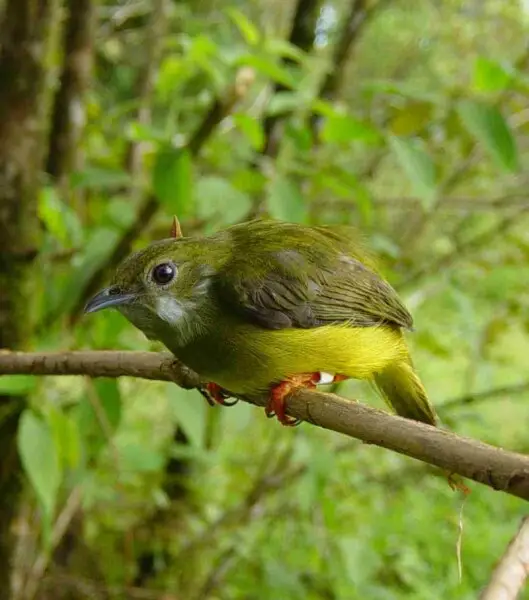 White-collared manakin - Facts, Diet, Habitat & Pictures on Animalia.bio