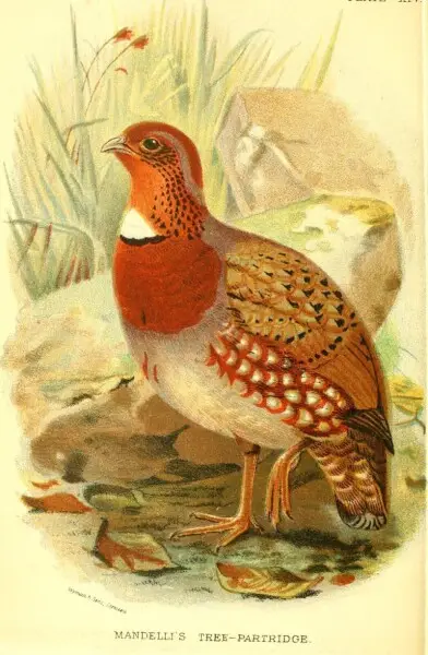 Chestnut-breasted partridge - Facts, Diet, Habitat & Pictures on ...