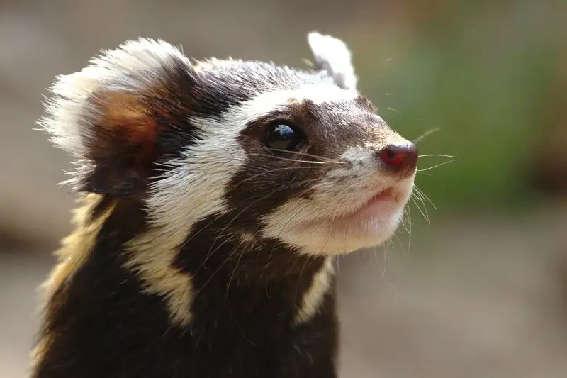 Marbled Polecat - Facts, Diet, Habitat & Pictures on Animalia.bio