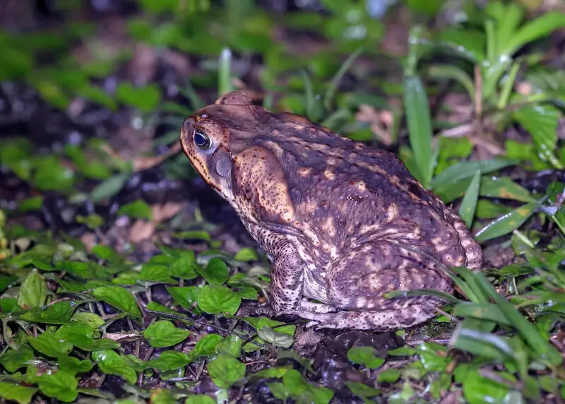 Cane toad - Facts, Diet, Habitat & Pictures on Animalia.bio