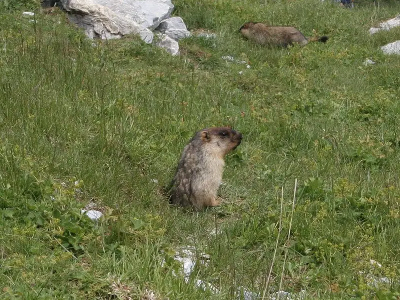 Black-capped marmot - Facts, Diet, Habitat & Pictures on Animalia.bio
