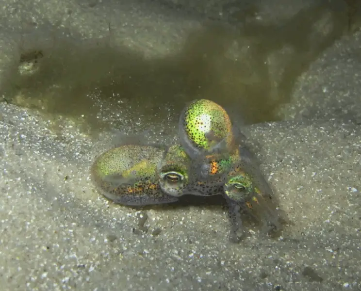 Euprymna tasmanica - Facts, Diet, Habitat & Pictures on Animalia.bio