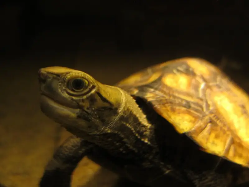 Japanese pond turtle - Facts, Diet, Habitat & Pictures on Animalia.bio