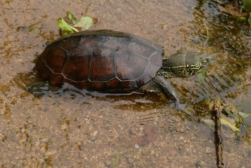 Chinese pond turtle - Facts, Diet, Habitat & Pictures on Animalia.bio
