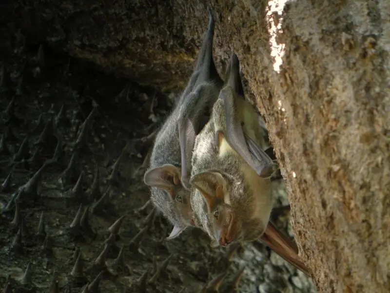 Mauritian tomb bat - Facts, Diet, Habitat & Pictures on Animalia.bio