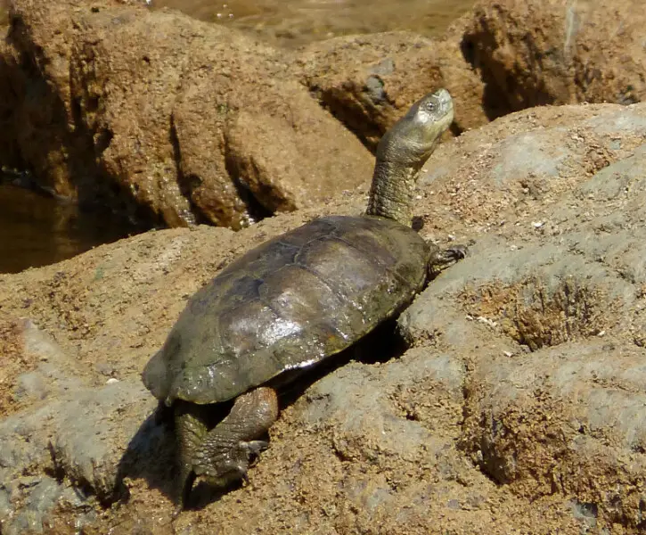 Spanish pond turtle - Facts, Diet, Habitat & Pictures on Animalia.bio