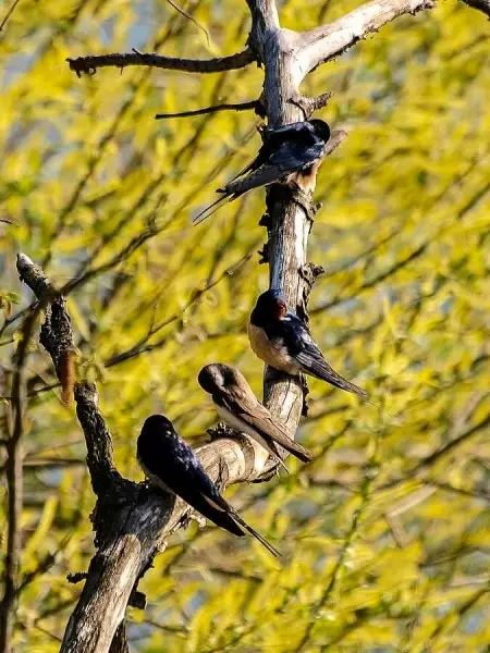 Common House Martin - Facts, Diet, Habitat & Pictures on Animalia.bio