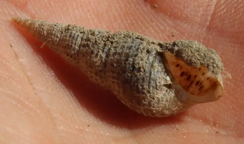 Melanoides tuberculata - факти, дієта, ареал і фотографії на Animalia.bio