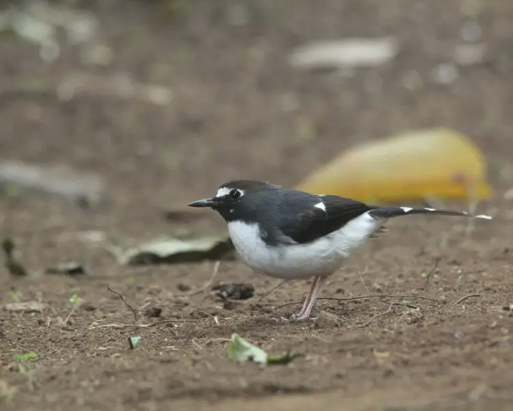 Sunda forktail - Facts, Diet, Habitat & Pictures on Animalia.bio