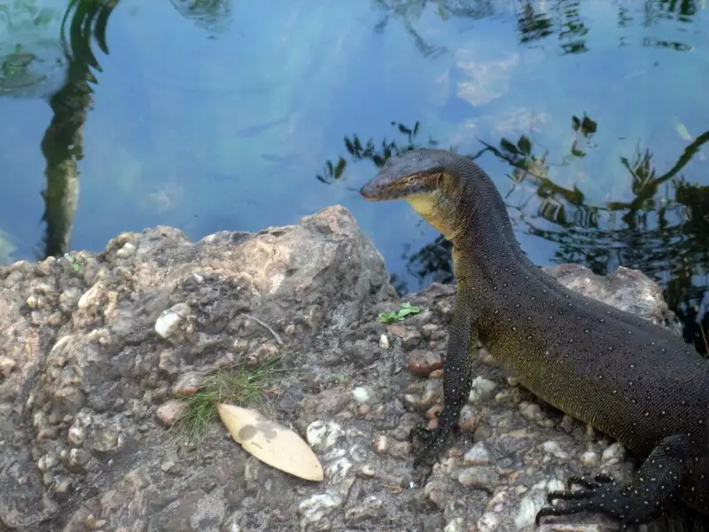 Mertens' water monitor - Facts, Diet, Habitat & Pictures on Animalia.bio
