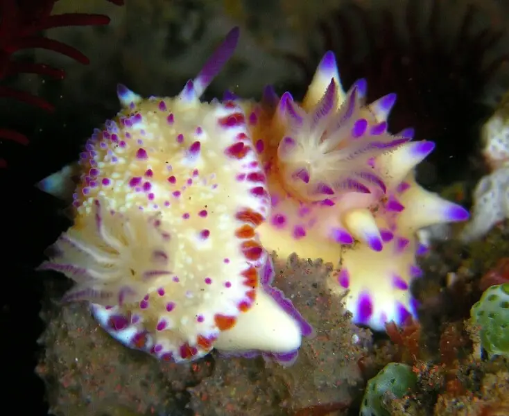 Mexichromis multituberculata - Facts, Diet, Habitat & Pictures on ...