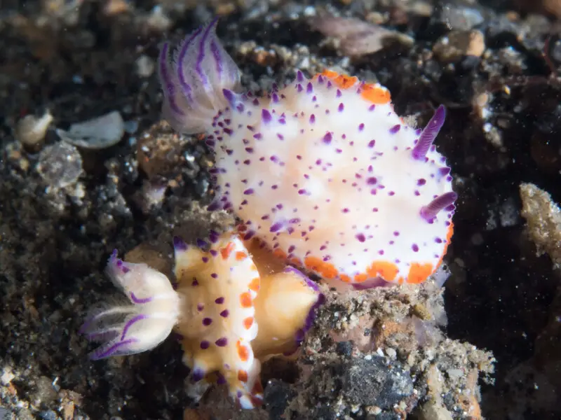 Mexichromis multituberculata - Facts, Diet, Habitat & Pictures on ...