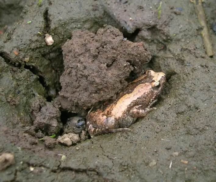 Microhyla ornata - Facts, Diet, Habitat & Pictures on Animalia.bio