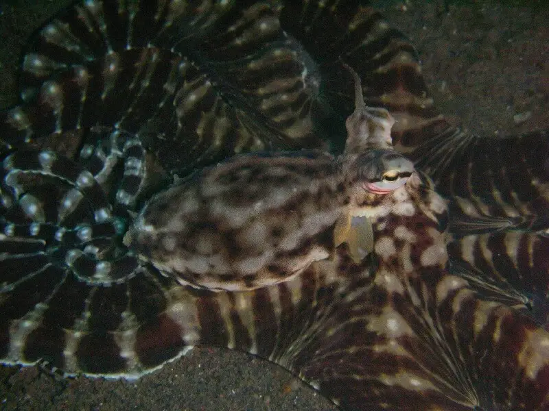 Mimic octopus - Facts, Diet, Habitat & Pictures on Animalia.bio
