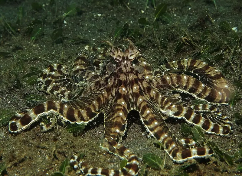 Mimic octopus - Facts, Diet, Habitat & Pictures on Animalia.bio