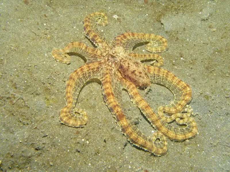 Mimic octopus - Facts, Diet, Habitat & Pictures on Animalia.bio