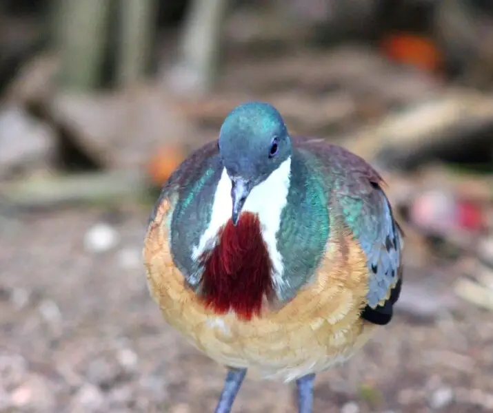 Mindanao bleeding-heart - Facts, Diet, Habitat & Pictures on Animalia.bio